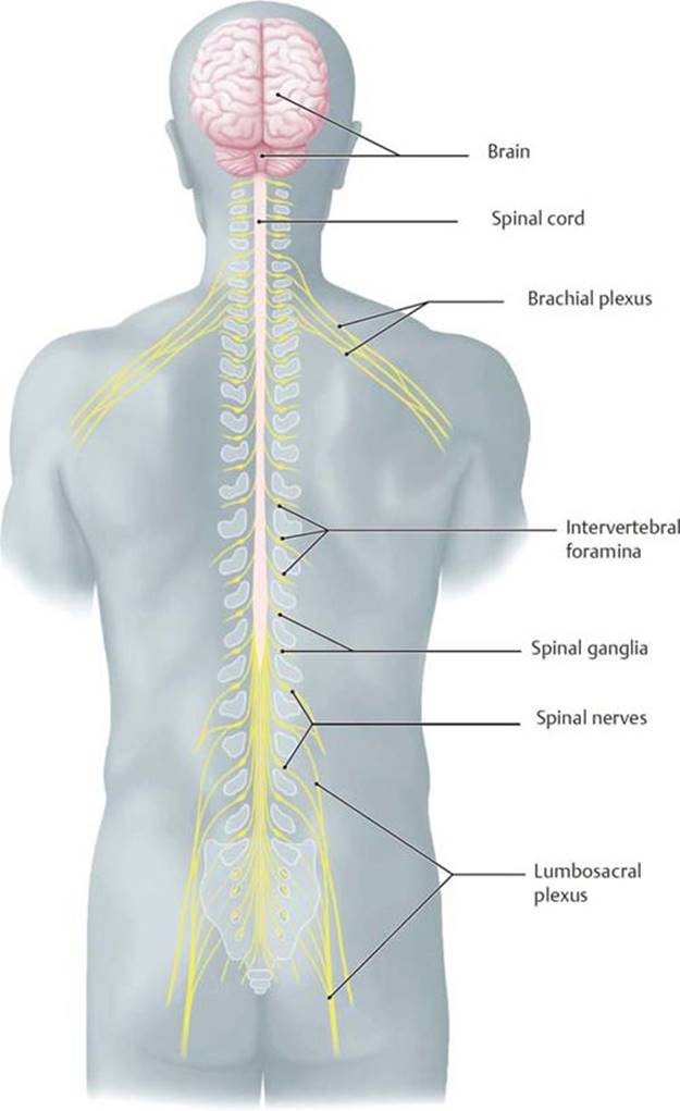 Introduction to Anatomic Systems and Terminology - Anatomy: An ...