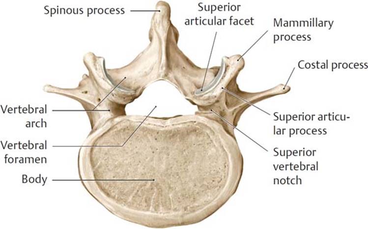 Back - Anatomy: An Essential Textbook, 1st ed.