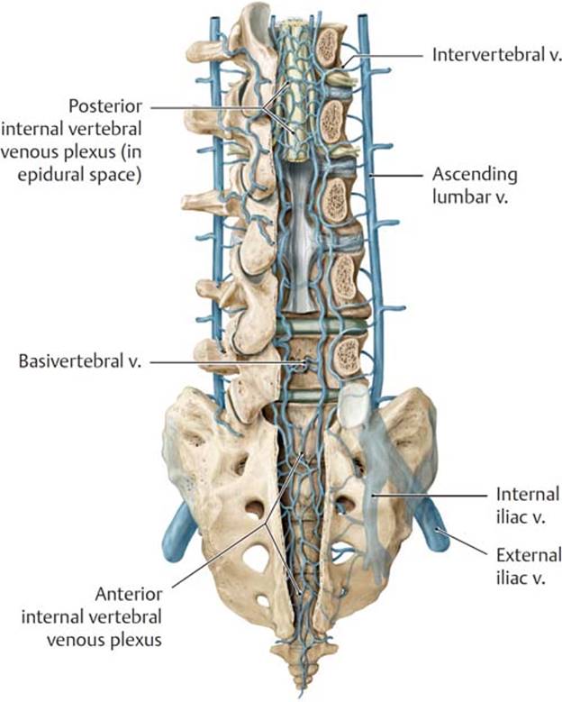 Back - Anatomy: An Essential Textbook, 1st ed.