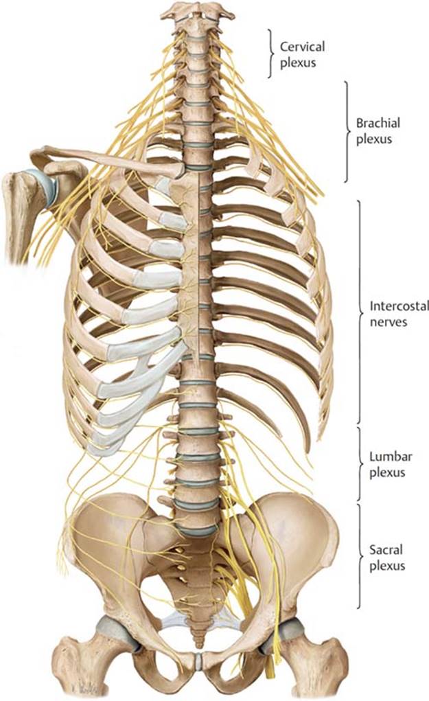 Back - Anatomy: An Essential Textbook, 1st ed.