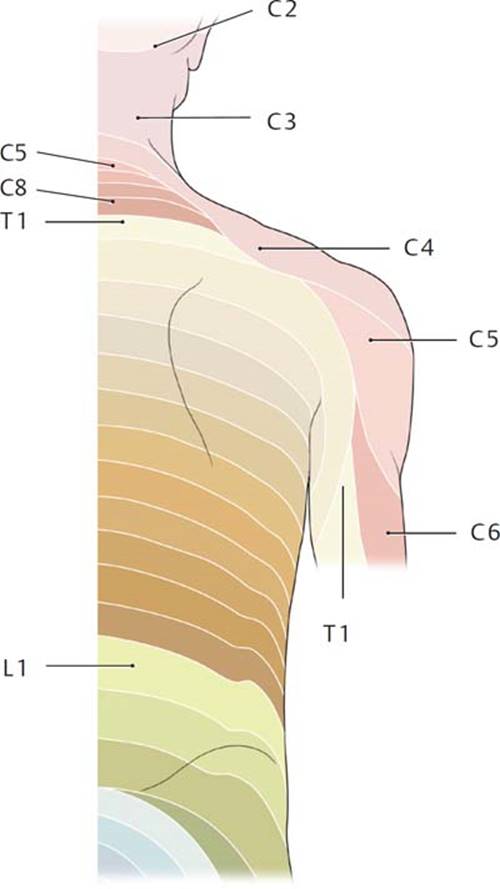 Back - Anatomy: An Essential Textbook, 1st ed.