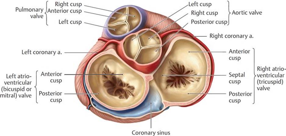 Mediastinum - Anatomy: An Essential Textbook, 1st ed.