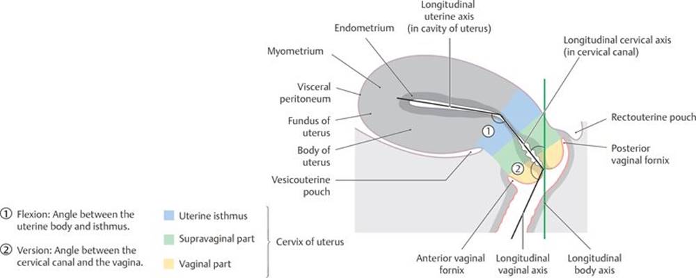 Pelvic Viscera - Anatomy: An Essential Textbook, 1st ed.