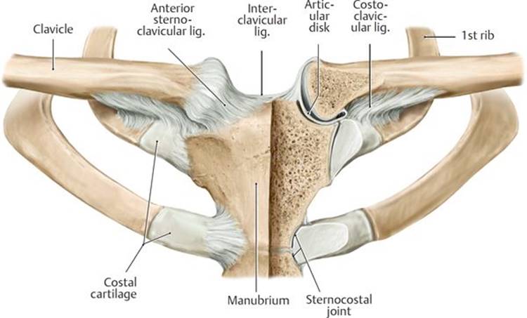 Functional Anatomy of the Upper Limb - Anatomy: An Essential Textbook ...