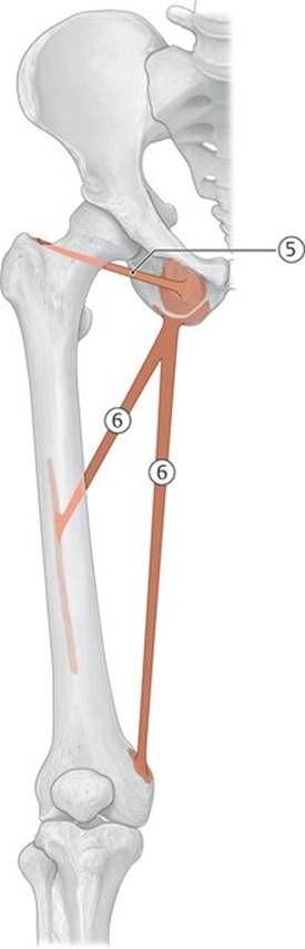 Functional Anatomy of the Lower Limb - Anatomy: An Essential Textbook ...