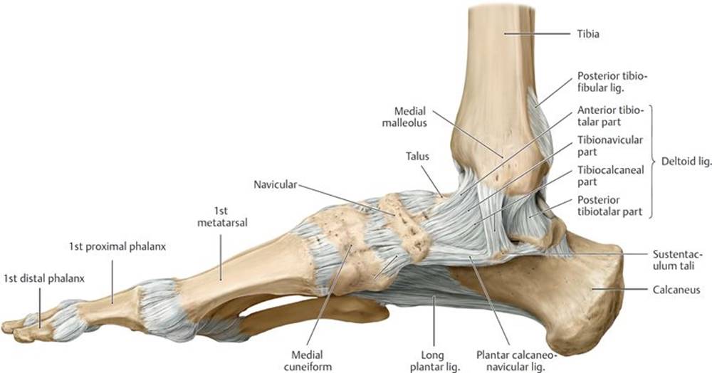 Functional Anatomy of the Lower Limb - Anatomy: An Essential Textbook ...
