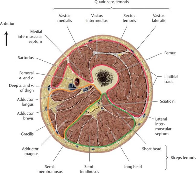 Functional Anatomy of the Lower Limb - Anatomy: An Essential Textbook ...