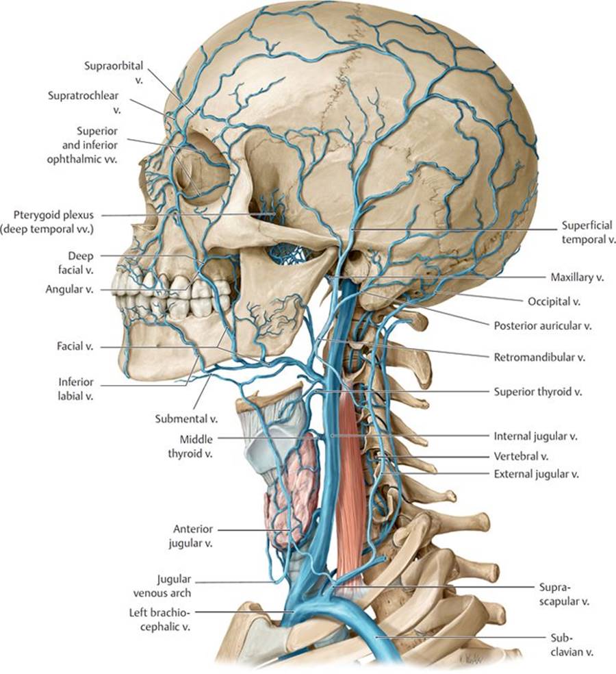 Overview of the Head and Neck - Anatomy: An Essential Textbook, 1st ed.