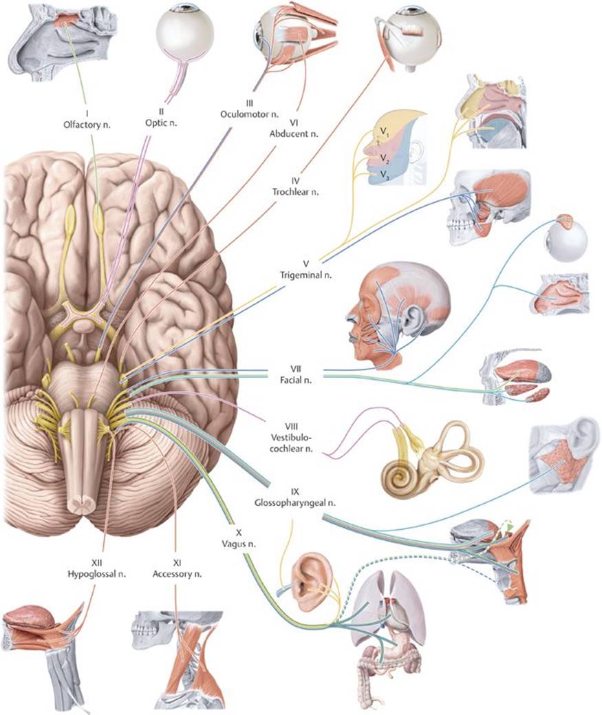 Meninges, Brain, and Cranial Nerves - Anatomy: An Essential Textbook ...