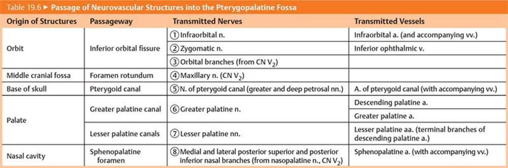 Anterior and Lateral Regions of the Head - Anatomy: An Essential ...