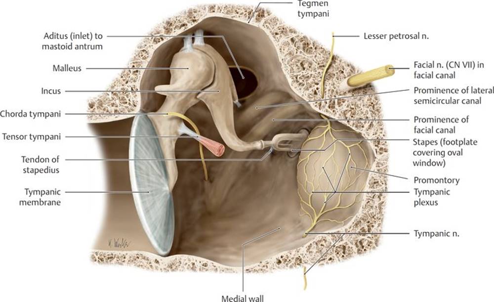 The Eye and Ear - Anatomy: An Essential Textbook, 1st ed.