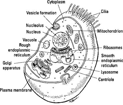 Examining Cell Biology Basics - Anatomy Essentials For Dummies. Maggie ...