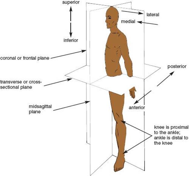 STANDING POSTURES - Anatomy of Hatha Yoga: A Manual for Students ...