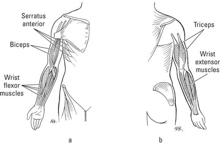 Muscles: Setting You in Motion - Anatomy & Physiology For Dummies, 3rd Ed.
