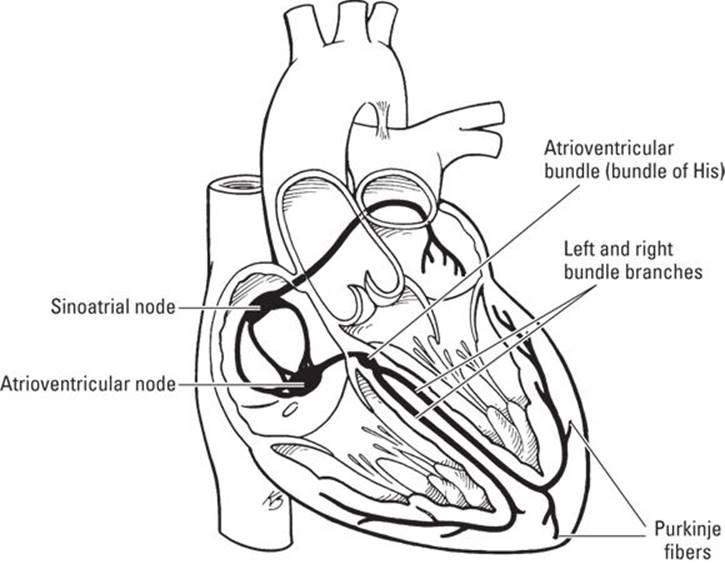 The Cardiovascular System: Getting Your Blood Pumping - Anatomy ...