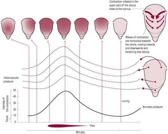 Physiology of parturition - Anatomy & Physiology for Midwives 3: Third ...