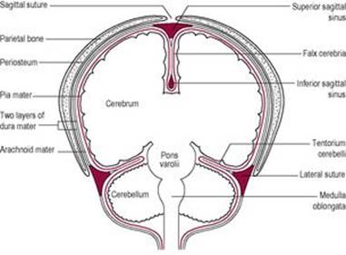 Physiology of parturition - Anatomy & Physiology for Midwives 3: Third ...