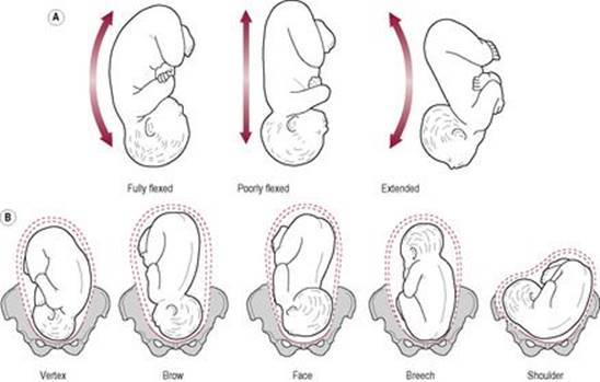 Physiology of parturition - Anatomy & Physiology for Midwives 3: Third ...