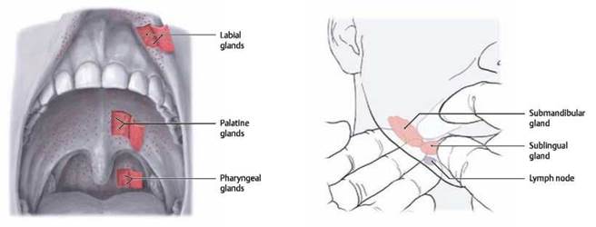 Oral Cavity - Atlas of Anatomy. Head and Neuroanatomy. Michael Schuenke