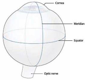 Eye and Orbit - Atlas of Anatomy. Head and Neuroanatomy. Michael Schuenke