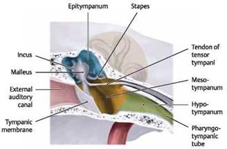 Ear and Vestibular Apparatus - Atlas of Anatomy. Head and Neuroanatomy ...