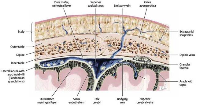 Blood Vessels of the Brain - Atlas of Anatomy. Head and Neuroanatomy ...