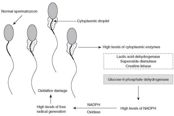 Capacitation, acrosome reaction and fertilization - Reproductive ...