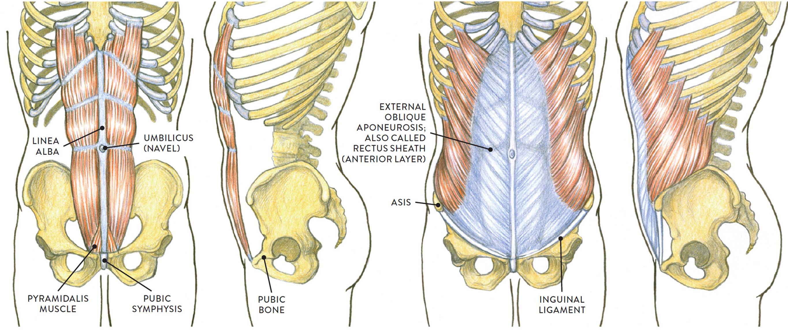 Muscles of the Neck and Torso - Classic Human Anatomy in Motion: The ...