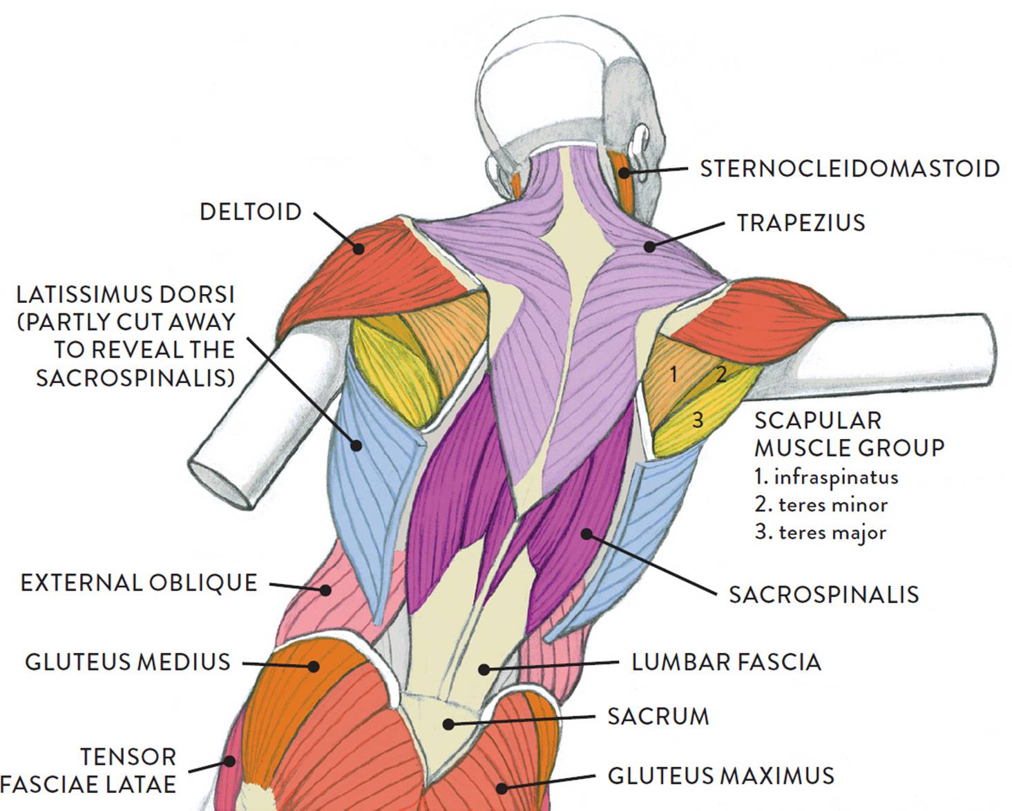 Muscles of the Neck and Torso - Classic Human Anatomy in Motion: The ...