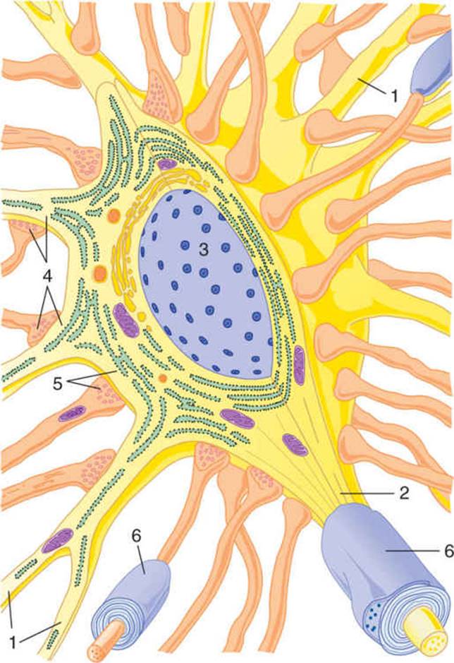 Development and Cellular Constituents of the Nervous System - Clinical ...