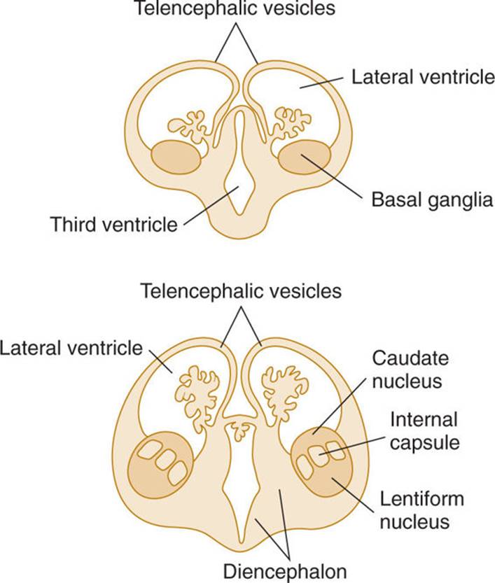 Cerebral Hemispheres/Telencephalon - Clinical Neuroanatomy, 28 ed.