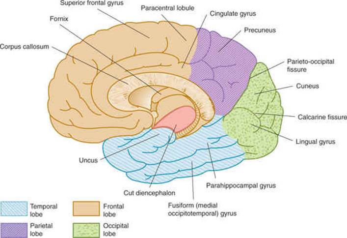 Cerebral Hemispheres/Telencephalon - Clinical Neuroanatomy, 28 ed.