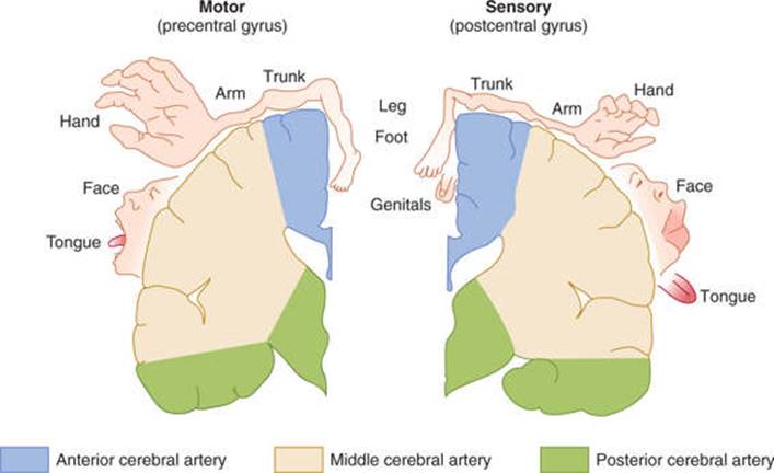 Vascular Supply of the Brain - Clinical Neuroanatomy, 28 ed.