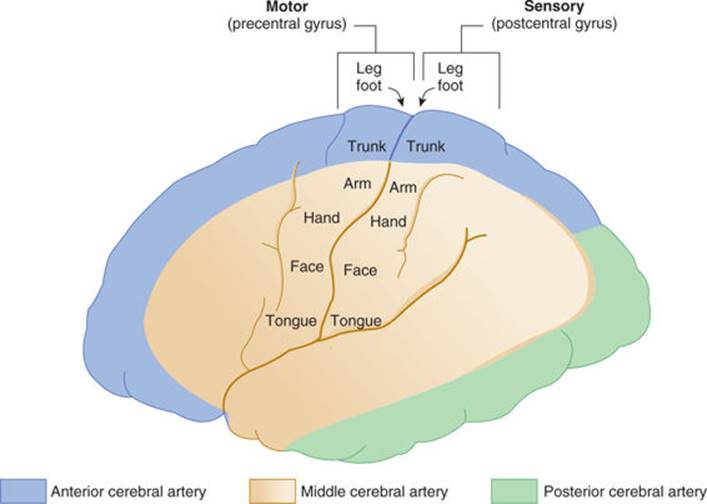 Vascular Supply of the Brain - Clinical Neuroanatomy, 28 ed.