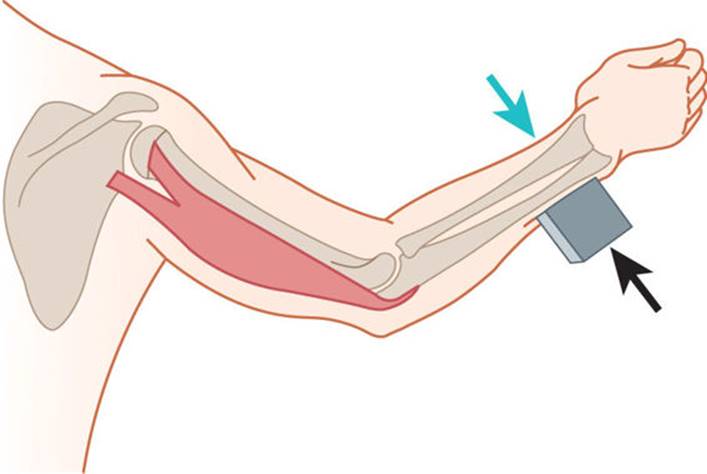 Testing Muscle Function - Clinical Neuroanatomy, 28 ed.