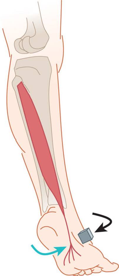 Testing Muscle Function - Clinical Neuroanatomy, 28 ed.