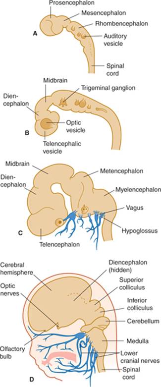 The Brain Stem and Cerebellum - Clinical Neuroanatomy, 27 ed.