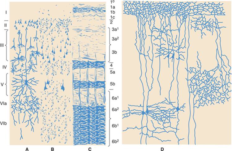 Cerebral Hemispheres/Telencephalon - Clinical Neuroanatomy, 27 ed.