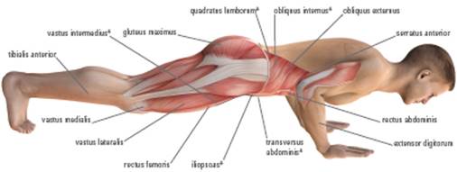 CORE STABILITY EXERCISES - Core Training Anatomy: An Insider's Guide to ...