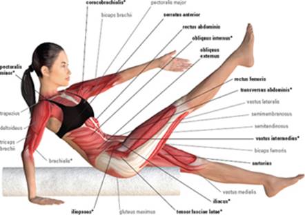 FOAM ROLLER CHALLENGE - Core Training Anatomy: An Insider's Guide to ...