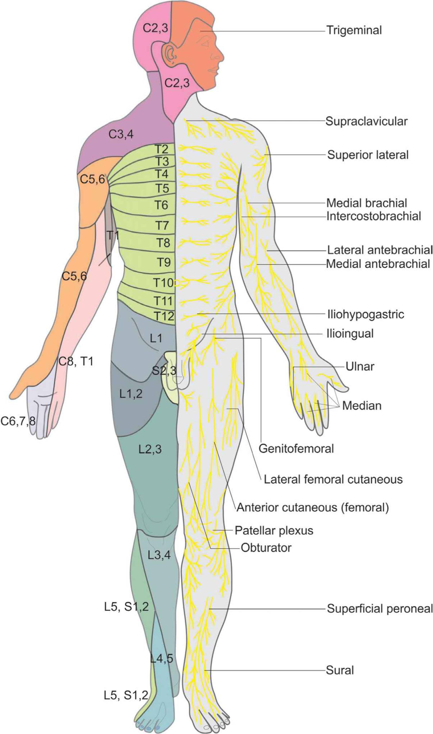 Essential Regional Anesthesia Anatomy - Hadzic's Peripheral Nerve ...