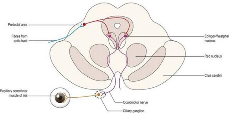 Cranial nerves and cranial nerve nuclei - Neuroanatomy An Illustrated ...