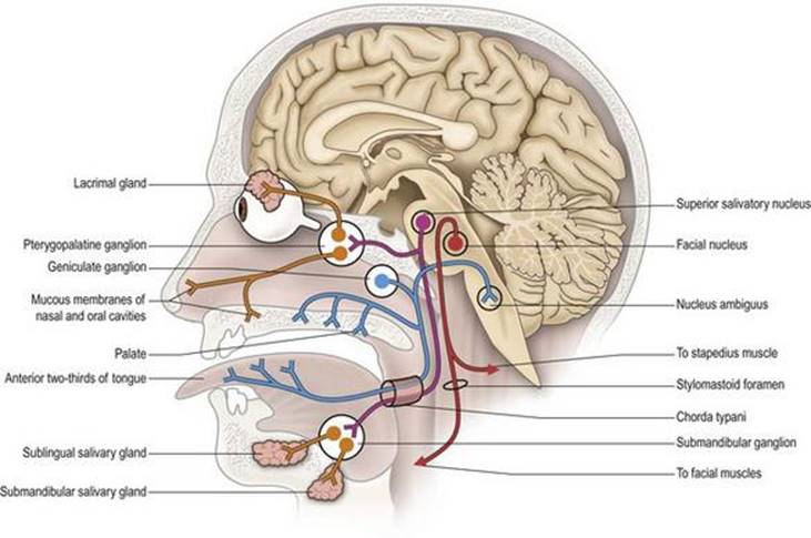 Cranial nerves and cranial nerve nuclei - Neuroanatomy An Illustrated ...