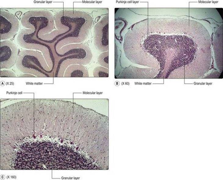 Cerebellum - Neuroanatomy An Illustrated Colour Text, 4 ed.