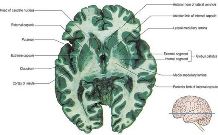 Corpus striatum - Neuroanatomy An Illustrated Colour Text, 4 ed.