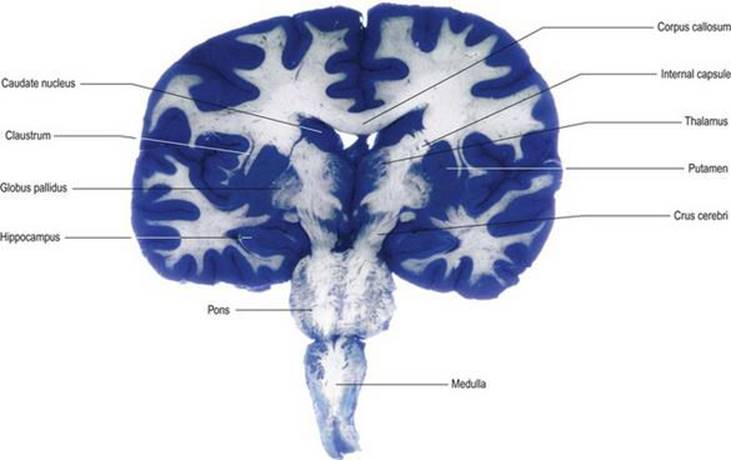 Corpus striatum - Neuroanatomy An Illustrated Colour Text, 4 ed.