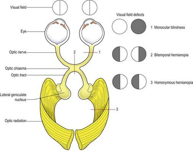 Visual system - Neuroanatomy An Illustrated Colour Text, 4 ed.