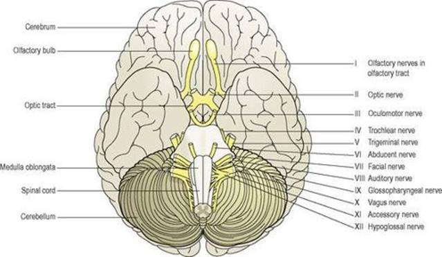 The nervous system - Ross and Wilson ANATOMY and PHYSIOLOGY in Health ...