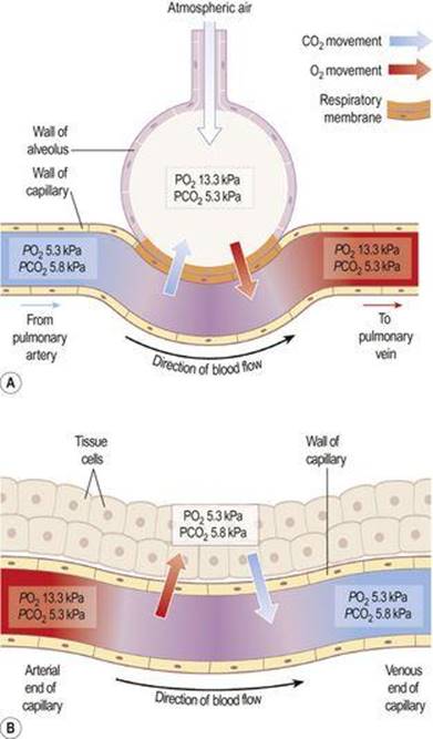 The respiratory system - Ross and Wilson ANATOMY and PHYSIOLOGY in ...