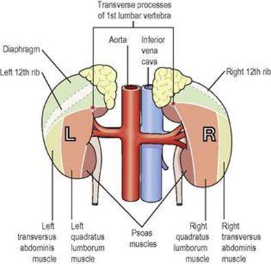 The urinary system - Ross and Wilson ANATOMY and PHYSIOLOGY in Health ...